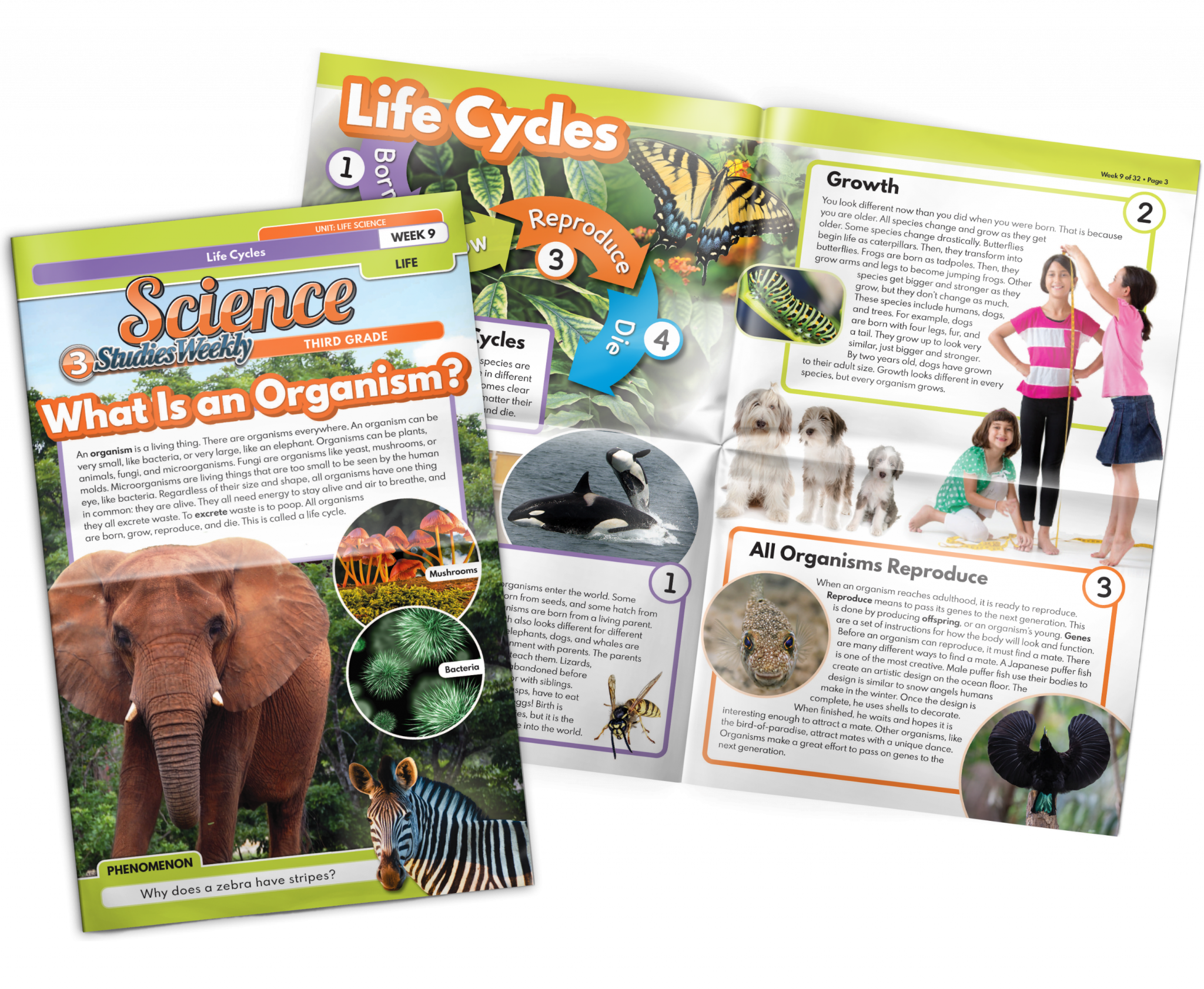 Florida – Social Studies & Science Curriculum - Studies Weekly